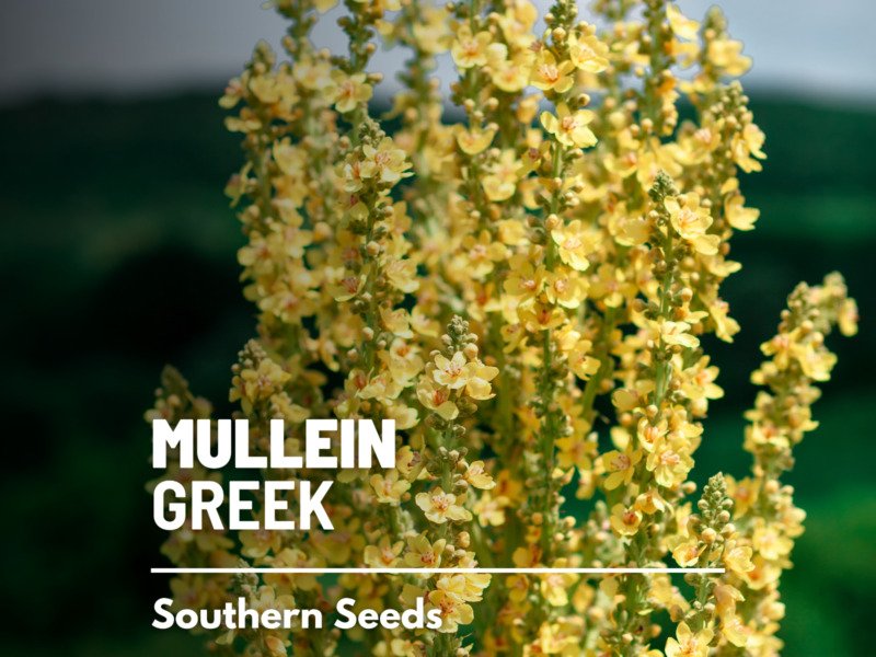 seeds mullein, greek - heirloom herb (verbascum olympicum) impressive ...