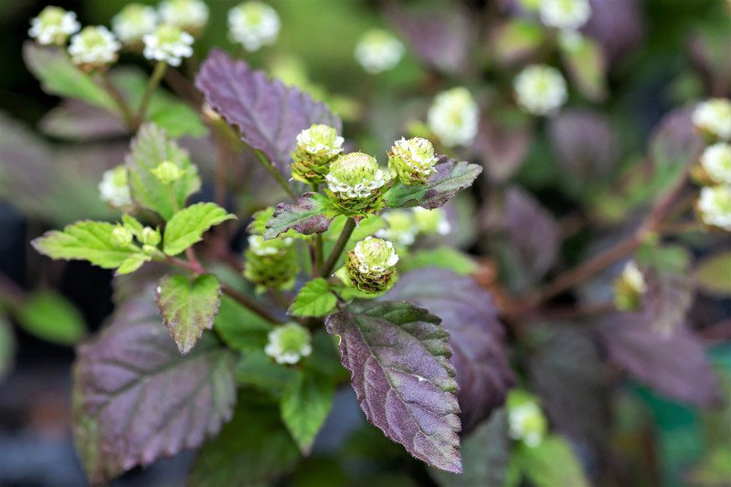 100 aztec sweet herb honeyherb mayan mint dulce buttons lippia dulcis ...