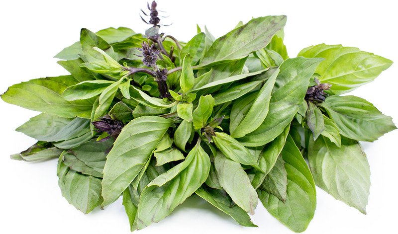 seeds indian basil heirloom family inherited 300 strong flavor 100% organic