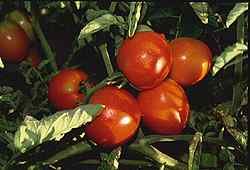 Early Cascade, cluster tomato seeds