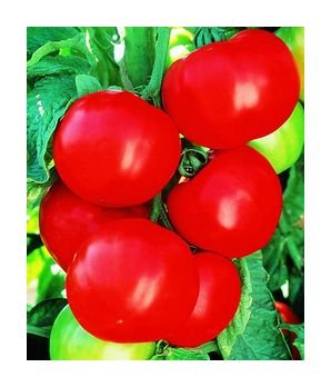 First Lady II early standard tomato seeds