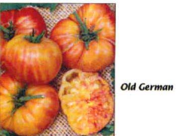 Old German tomato seeds bi-color heirloom