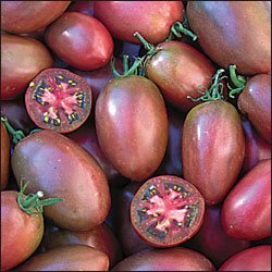 Purple Russian roma tomato seeds, heirloom