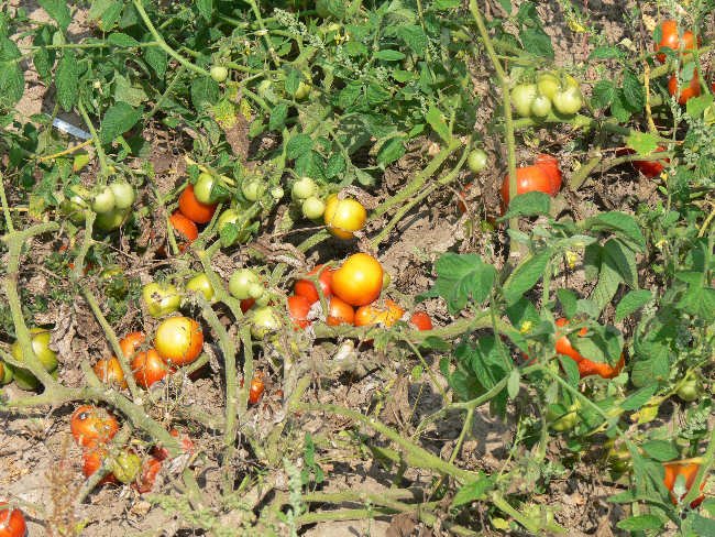 Russian Apple Tree heirloom tomato seeds