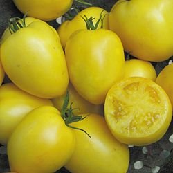 Powers Heirloom yellow roma tomato seeds