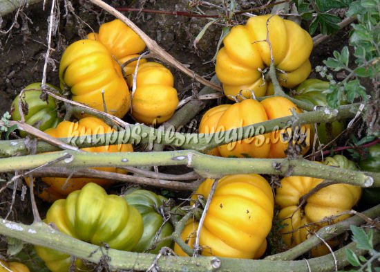 Yellow Ruffled heirloom tomato seeds