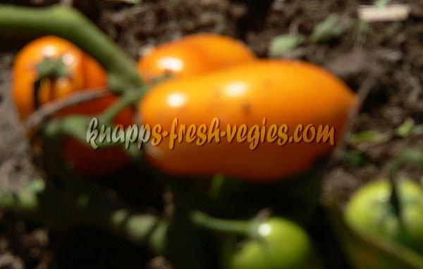 Italian Gold dwarf roma tomato seeds