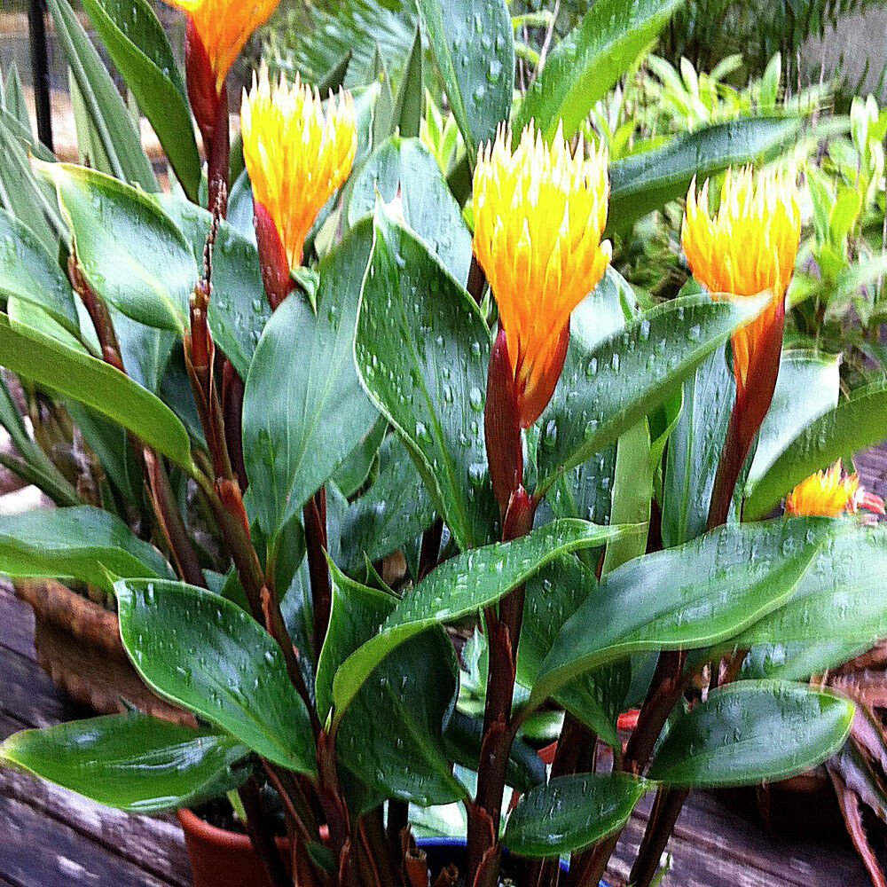 Golden Brush Dwarf Ginger Live Plant - Burbidgea schizocheila