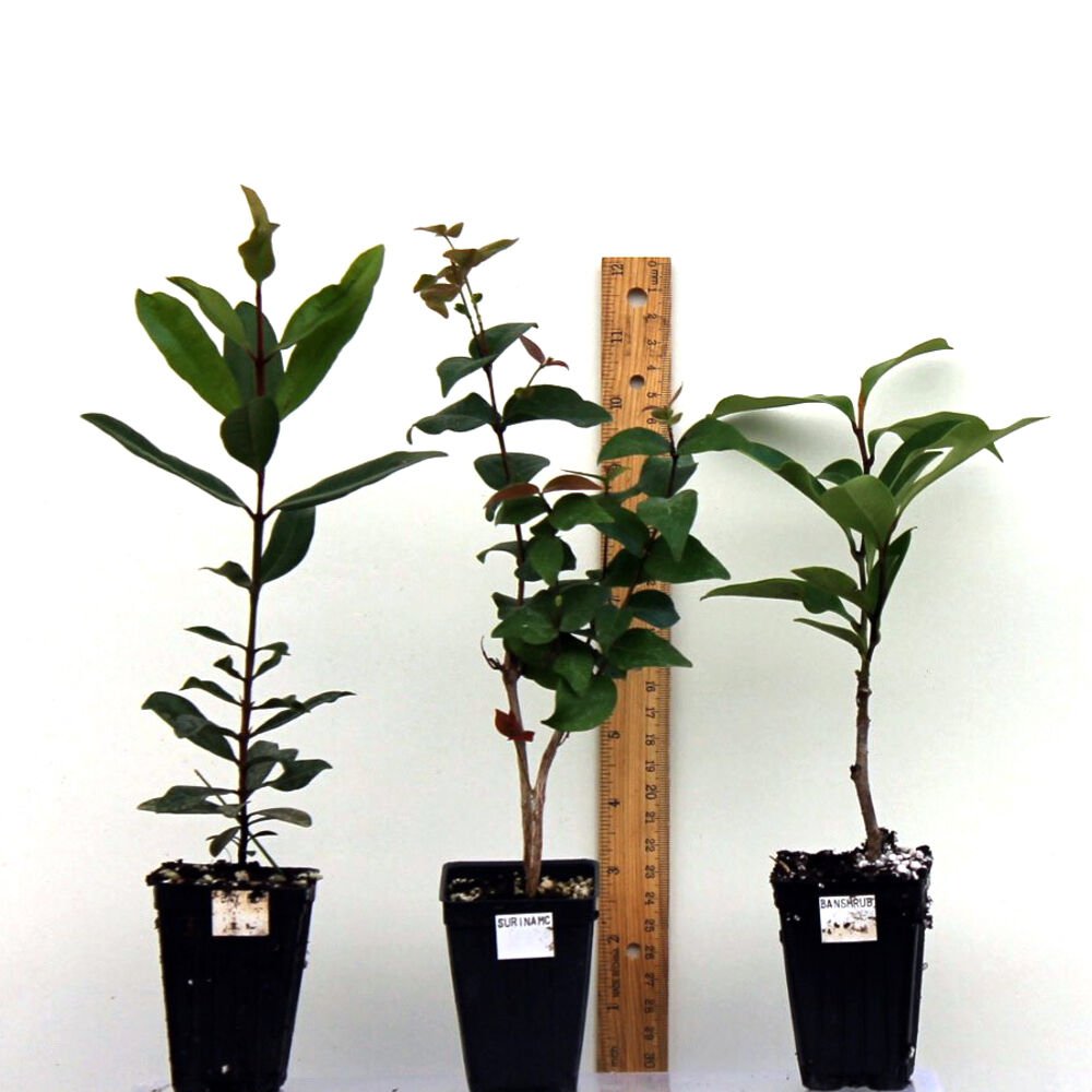 Golden Brush Dwarf Ginger Live Plant - Burbidgea schizocheila