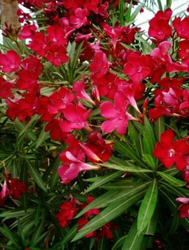 Red Oleander Live Plant 5 to 7 inches tall