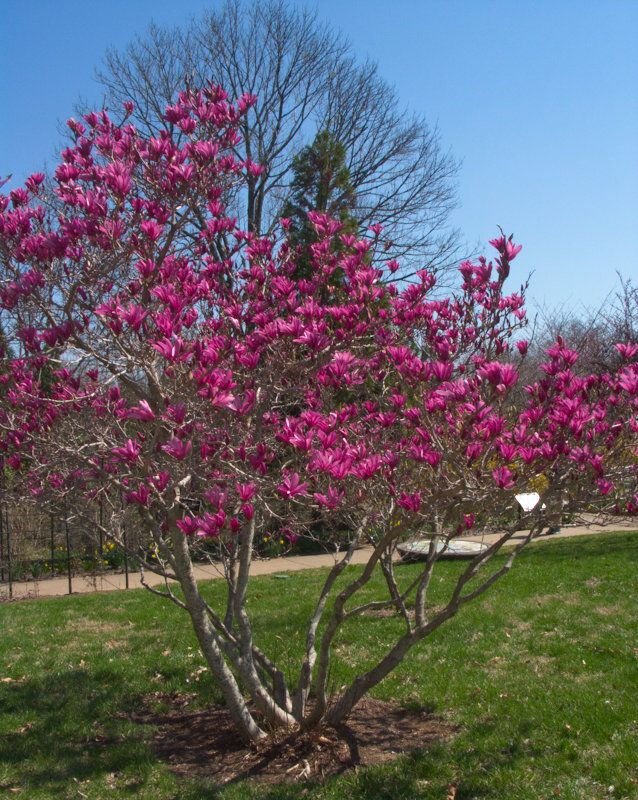 Live plant - Ann Magnolia Tree - Live Plant Healthy Established Rooted ...