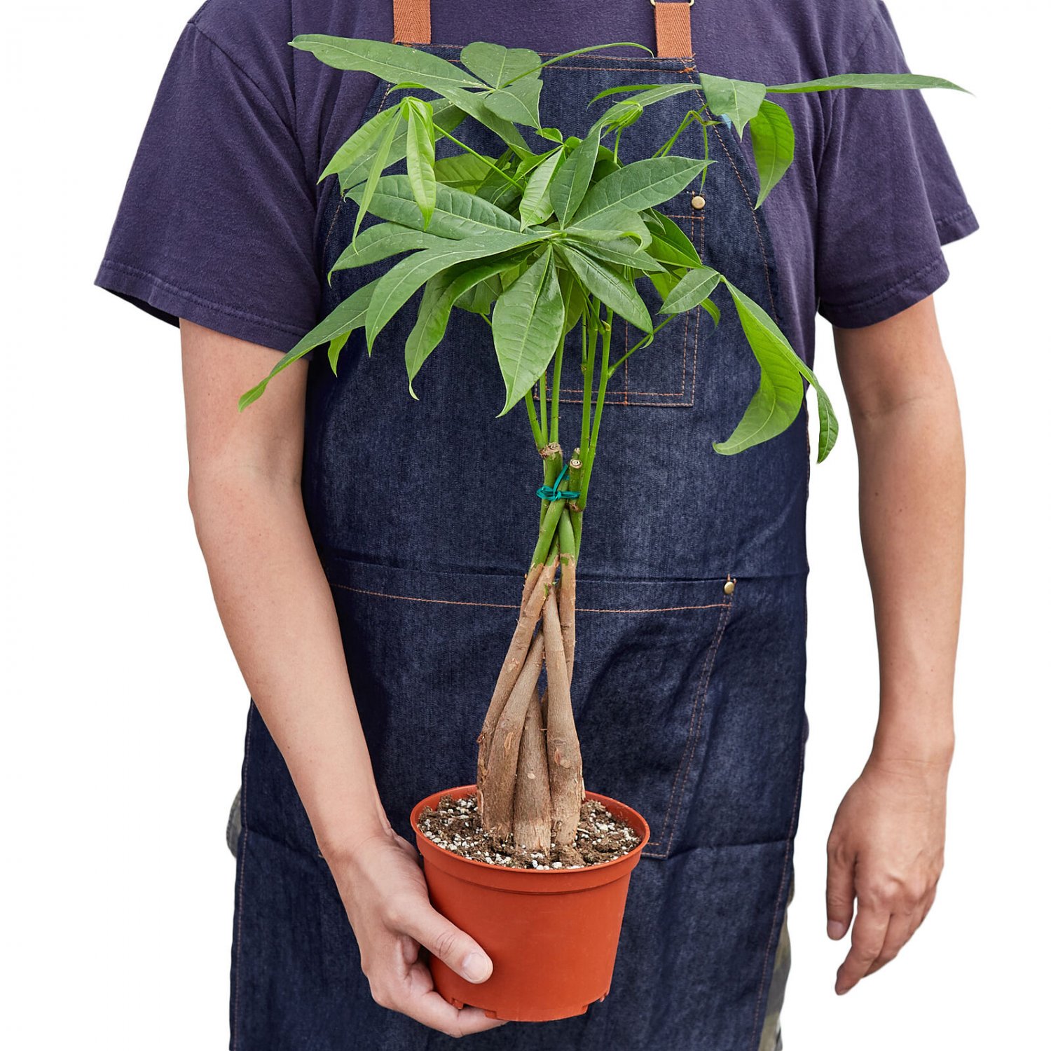 Money Tree 'Guiana Chestnut' Pachira Braid - 6" Pot