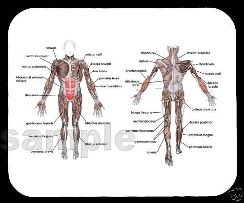 mouse pad MUSCLES OF HUMAN BODY muscle diagram chart