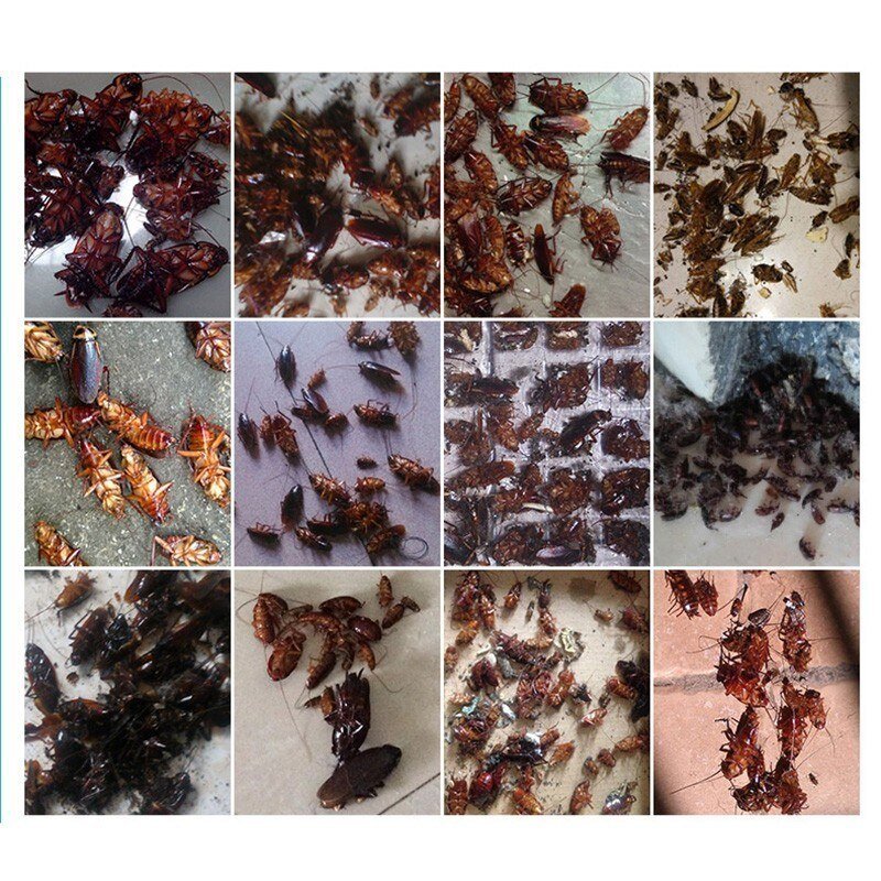 50 X 5g sachets Cockroach Killer Powder Best Killing Bait