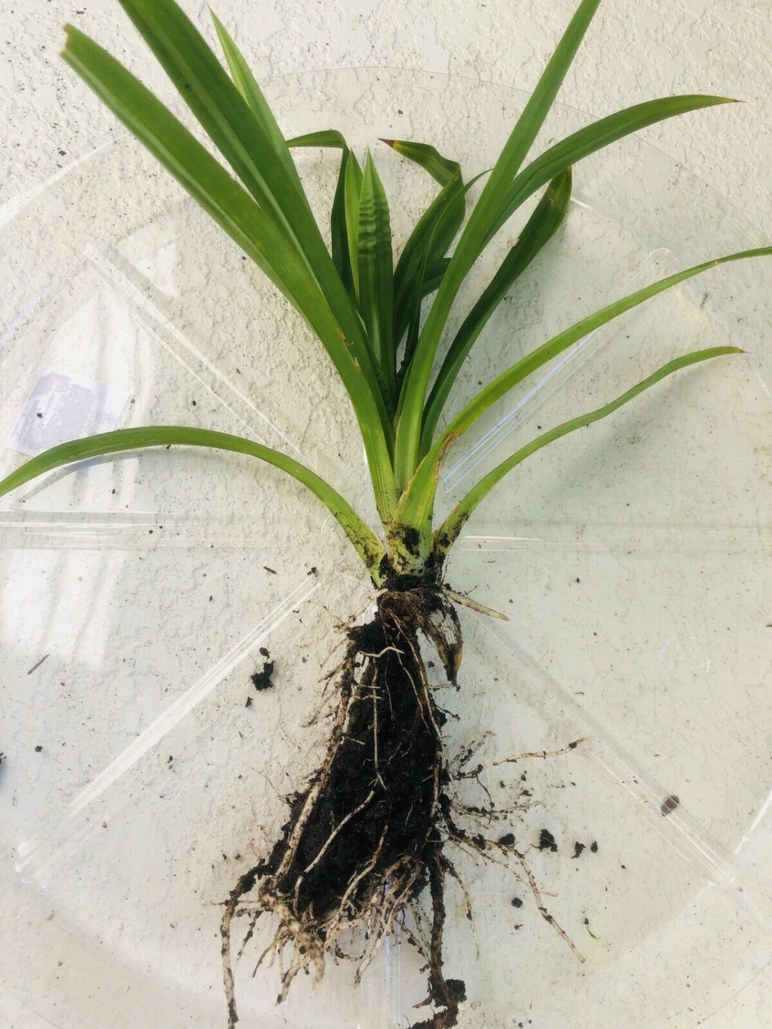 Pandan leaves Live Plant(lá Dứa) 10”-14” Tall From Roots -Asian Plant