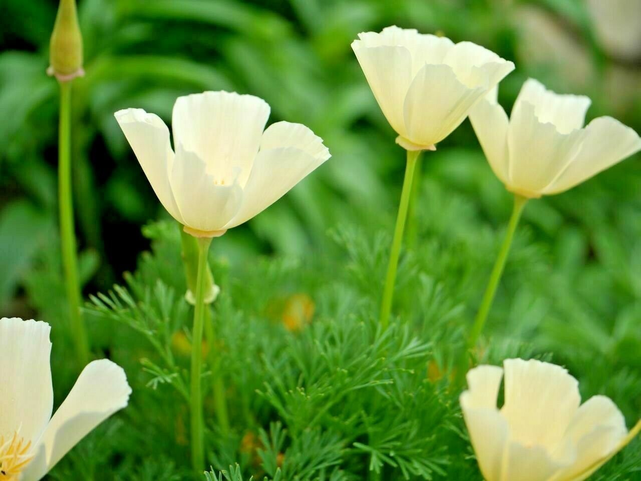 1000+WHITE LINEN CALIFORNIA POPPY Flower Seeds Native Wildflower Garden ...