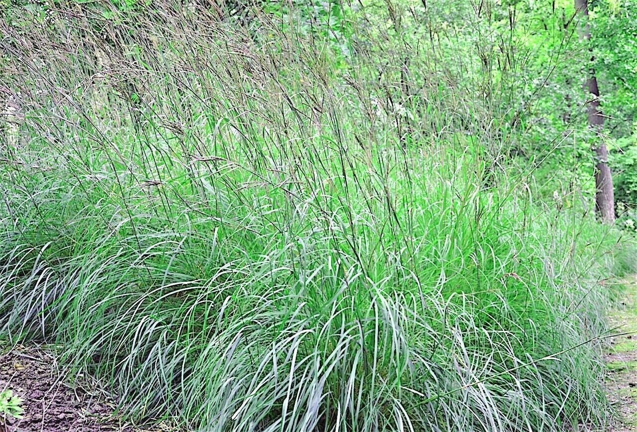 1 OZ=10,001+BIG BLUESTEM Seeds American Native Prairie Grass Clumping ...