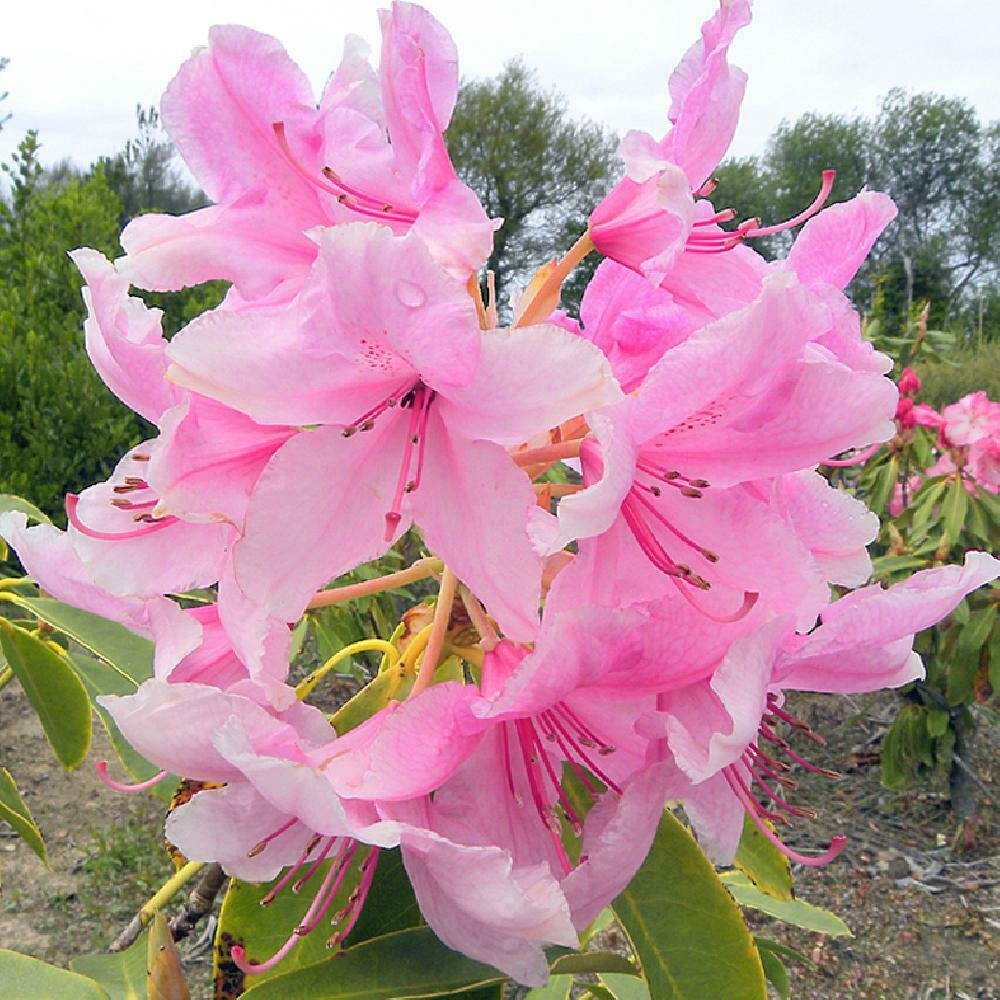 PINK PEARL~Azalea Rhododendron Deciduous Starter Plant~BEAUTIFUL PINK ...