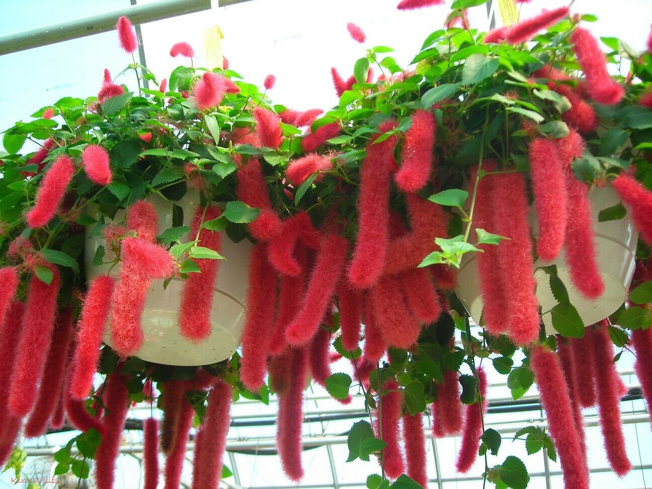 **SUMMER LOVE** Acalypha Pendula CHENILLE Plant**AKA FIRE TAIL OR CAT ...