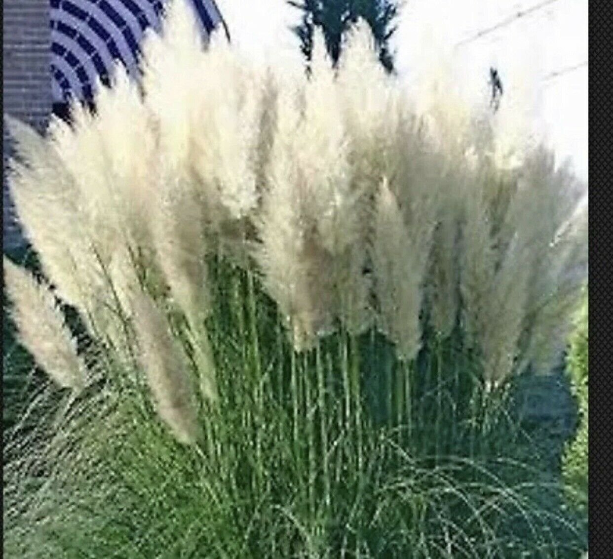 White Pampas Grass - Cortaderia selloana - 3 Plugs