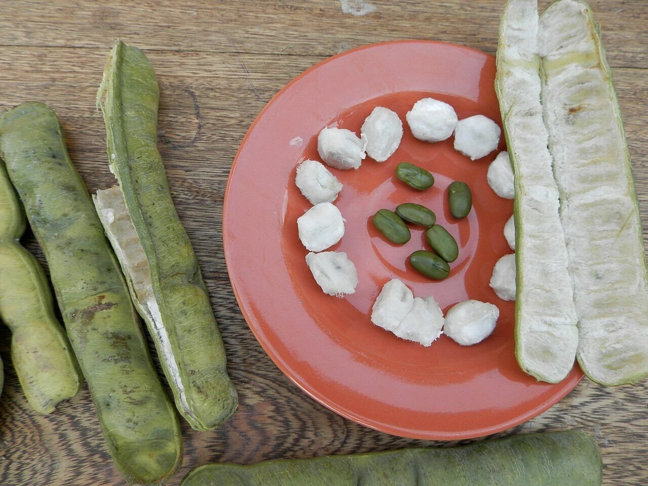 Guama Inga spectabilis (Machete Ice Cream Bean) live plant tree 10''