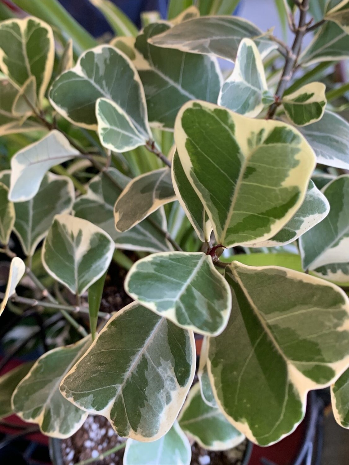 Ficus Triangularis Variegated LIVE TREE PLANT