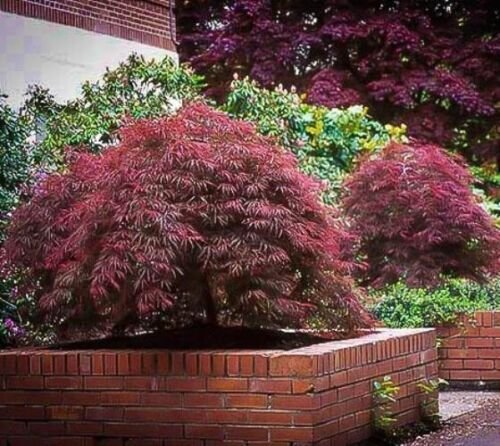 Red Dragon Weeping Japanese Maple - Live Plant - Trade Gallon Pot