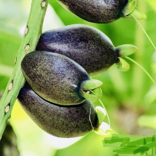 Barringtonia edulis (Fiji Nut, Cut Nut, Pili Nut )Tropical Fruit Tree ...