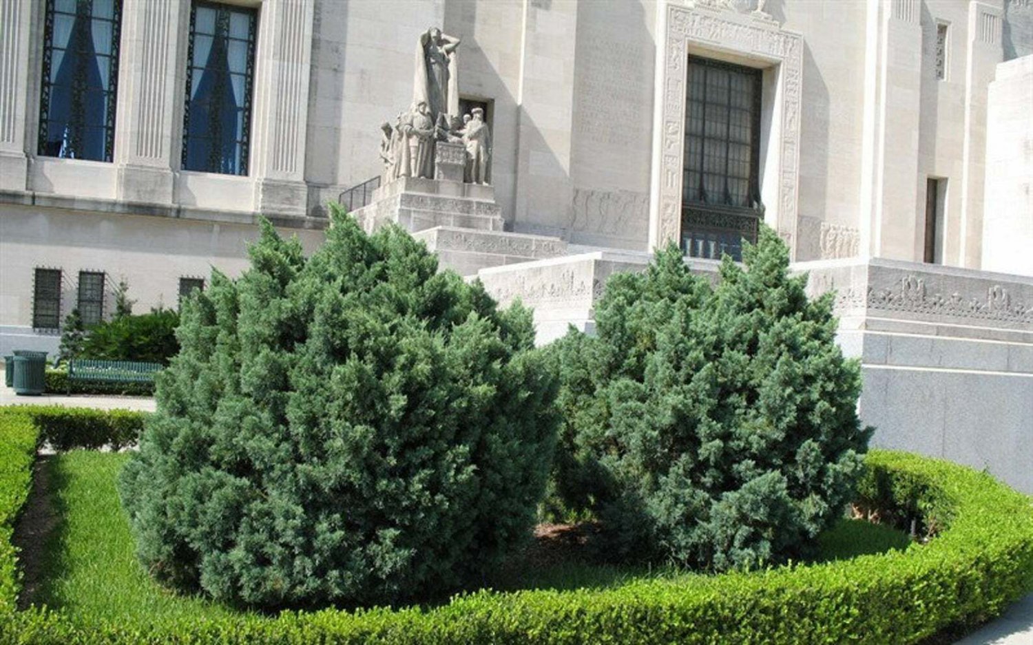 Blue Vase Juniper - Live Plant - Juniperus Chinensis 20 plants