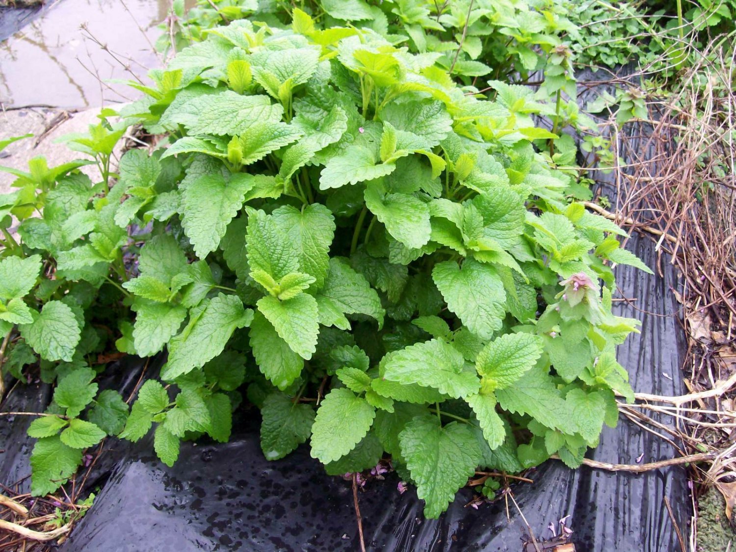 LEMON BALM MINT LIVE PLANTS SET OF 6 STARTER PLANTS PERENNIAL