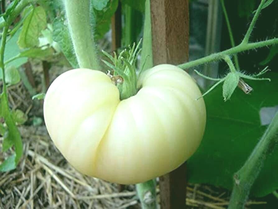 GIANT WHITE HEIRLOOM TOMATO PLANTS LIVE STARTER PLANT ABOUT 4-6 INCH ...