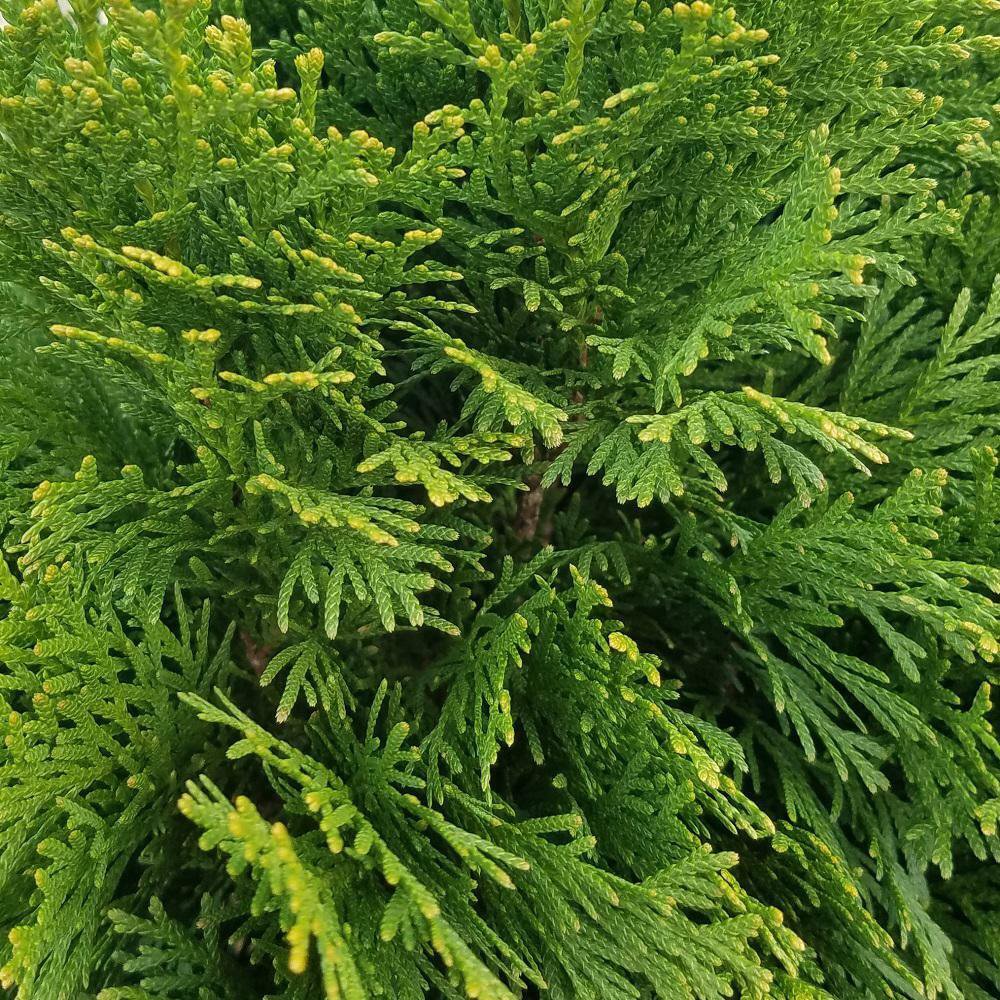 EMERALD GREEN ARBORVITAE 'THUJA OCCIDENTALIS' LIVE BARE ROOT PLANT 8 ...