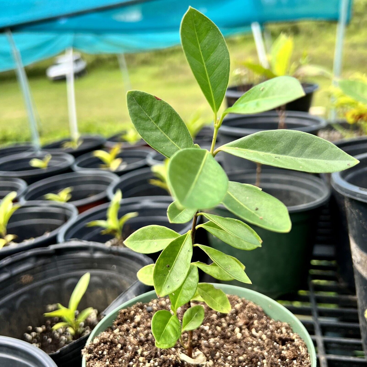 Lemon Guava (Psidium cattleianum) Living Fruit Tree 8”-12”