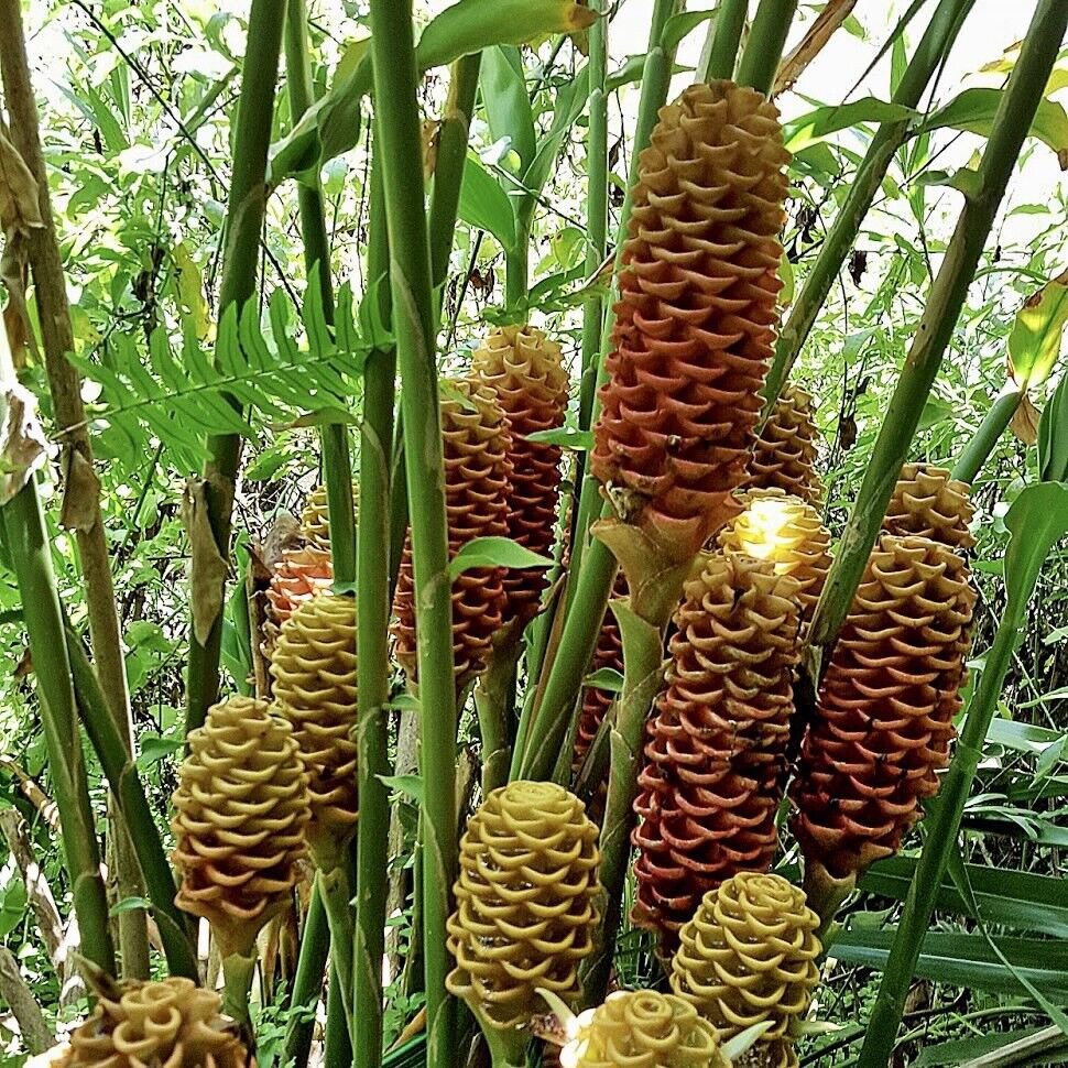 Pinecone ginger (Zingiber zerumbet) Ornamental Live Plant 10”-20”