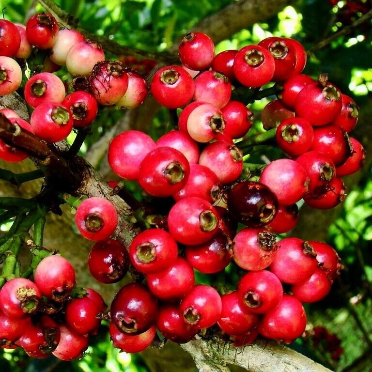 Lipote (Syzygium polycephaloides) tropical fruit tree 10”- 20” tall