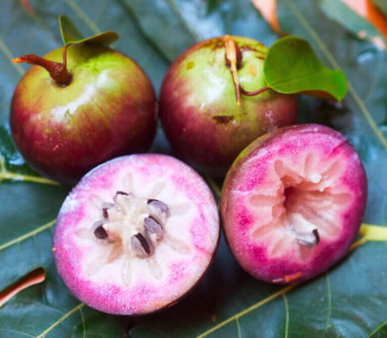 STAR APPLE / CAIMITO (CHRYSOPHYLLUM CAINITO) MEDICINAL LIVE FRUIT TREE ...
