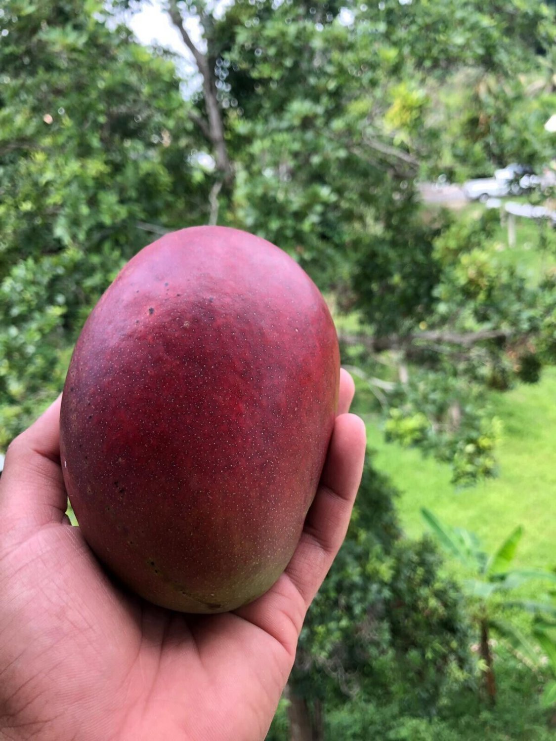 Grafted Mango Haden (mangifera) Tropical Fruit Tree 2’-3’ feet