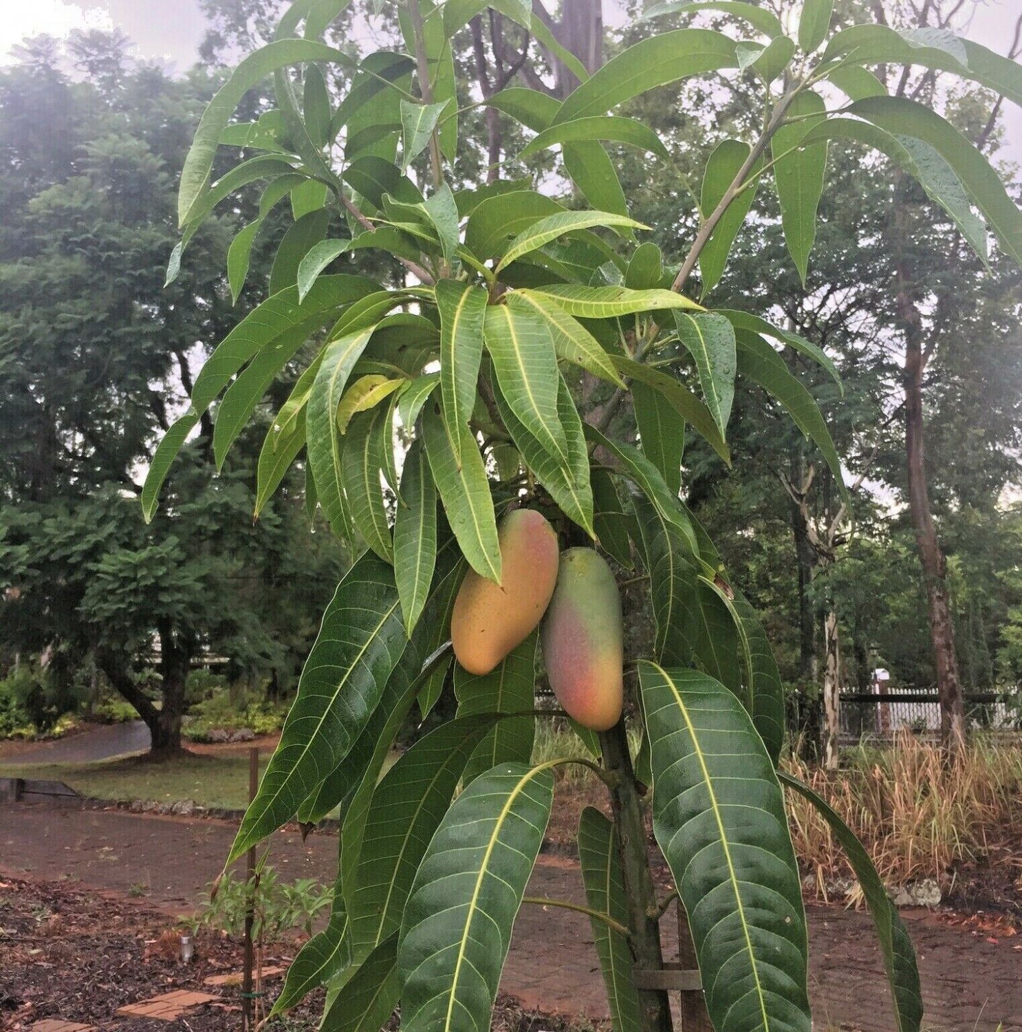 Grafted MANGO MAHACHANOK (MANGIFERA) LIVE FRUIT TREE 2’-3’ Feet