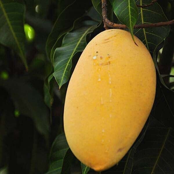 Biggest Mango Fruit Tree Variety (mangifera) Grafted Tree 3’-4’ Feet Tall