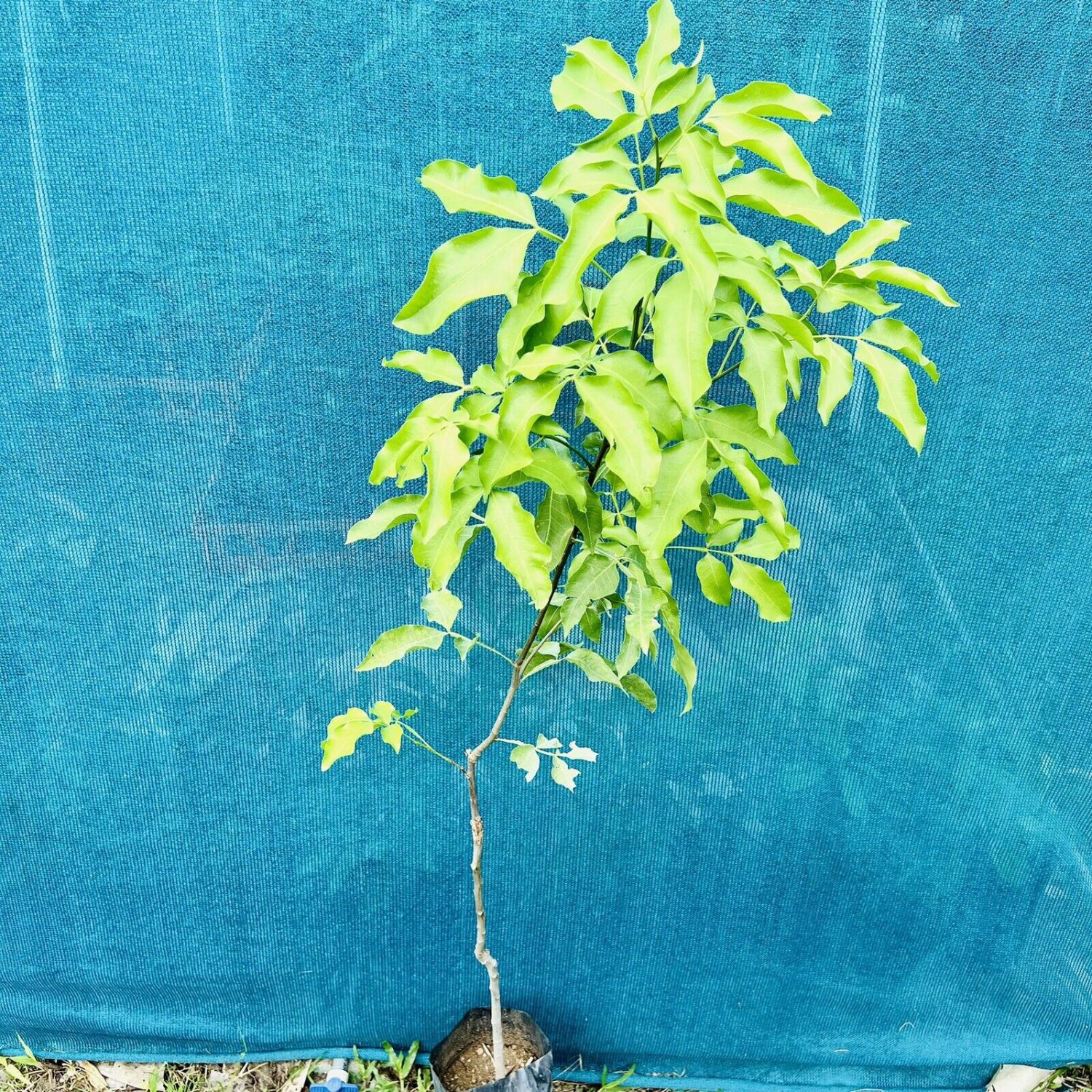 Grafted Spanish Lime (Melicoccus bijugatu) tropical fruit tree 3’-4’ feet