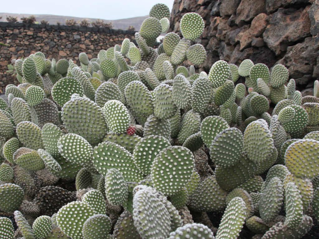 3 Cuttings, Opuntia microdasys albata albispina Bunny Ears Cactus Pad ...