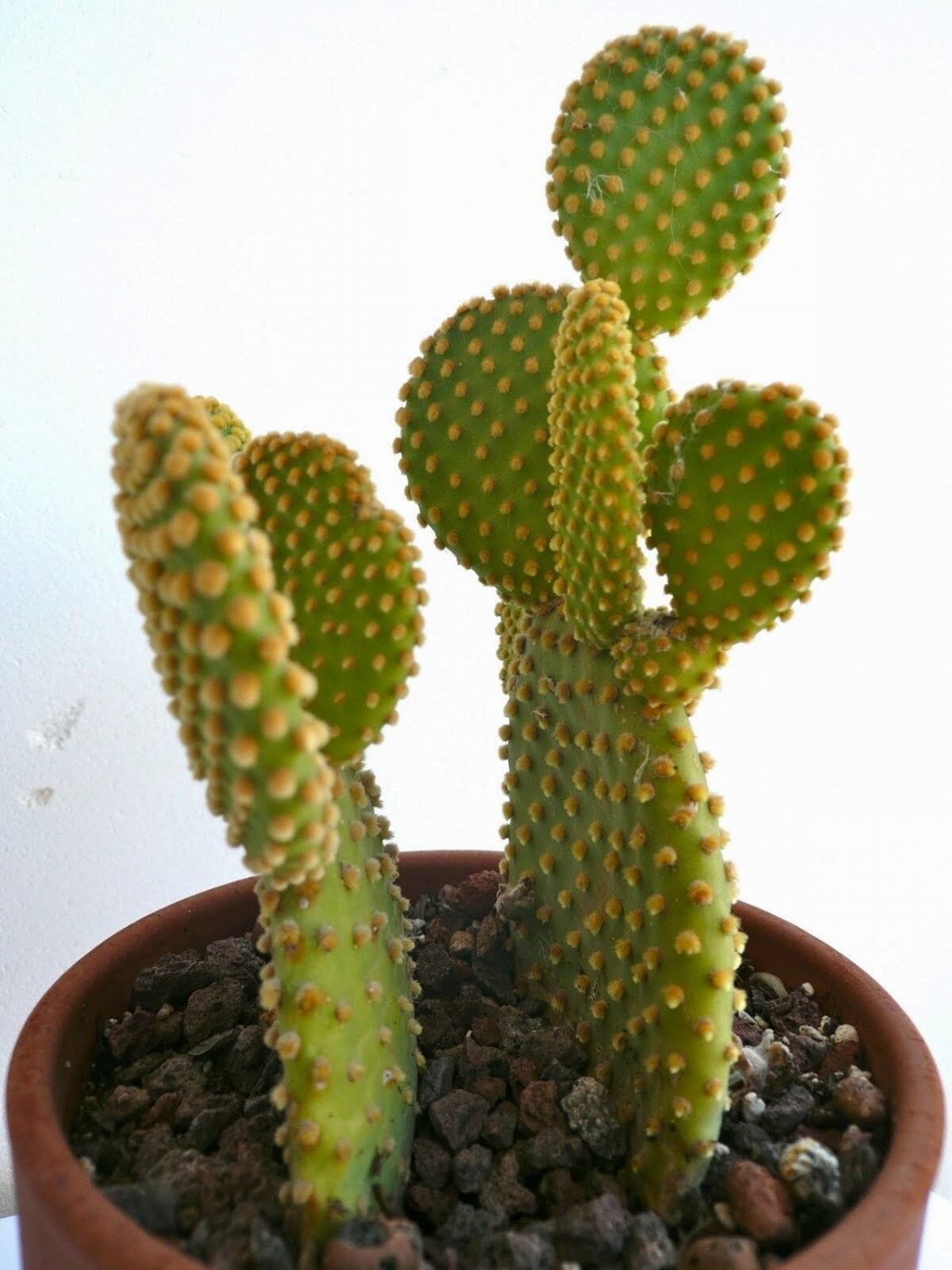 3 Cuttings, Opuntia microdasys pallida, Bunny Ears Cactus Pad, Small ...
