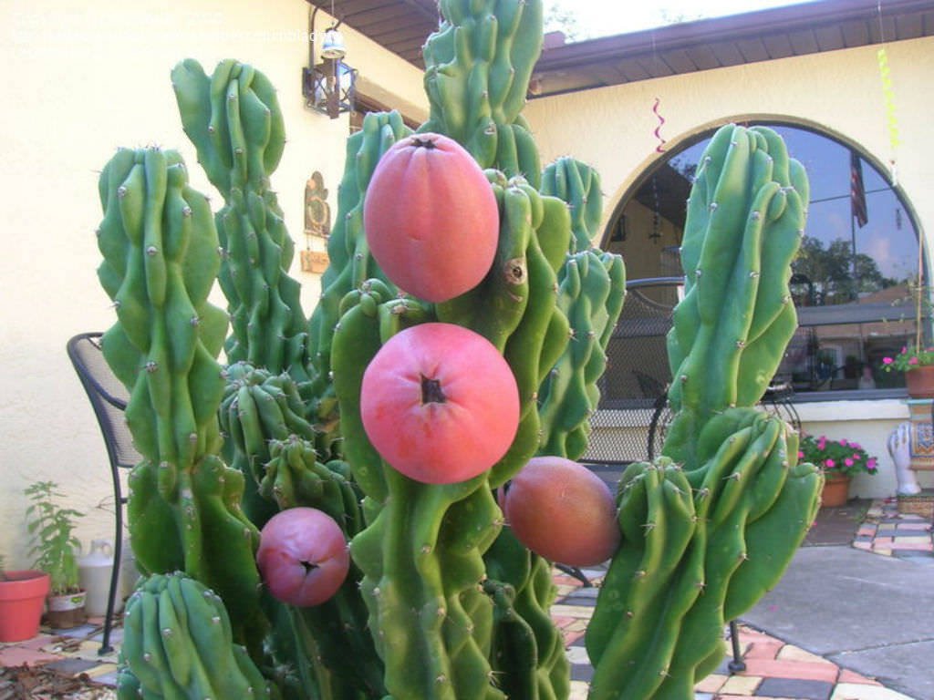 15 Seeds, Cereus repandus f. monstrosa, Monstrose Apple Cactus