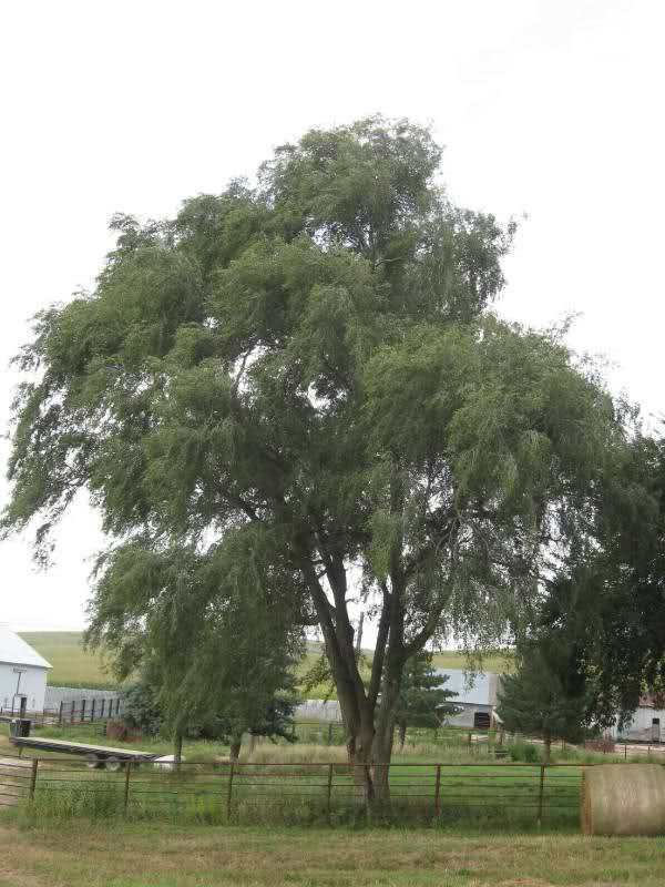 50 Seeds, Siberian Elm Tree, Chinese Asiatic Dwarf Fast Growing Hedge ...