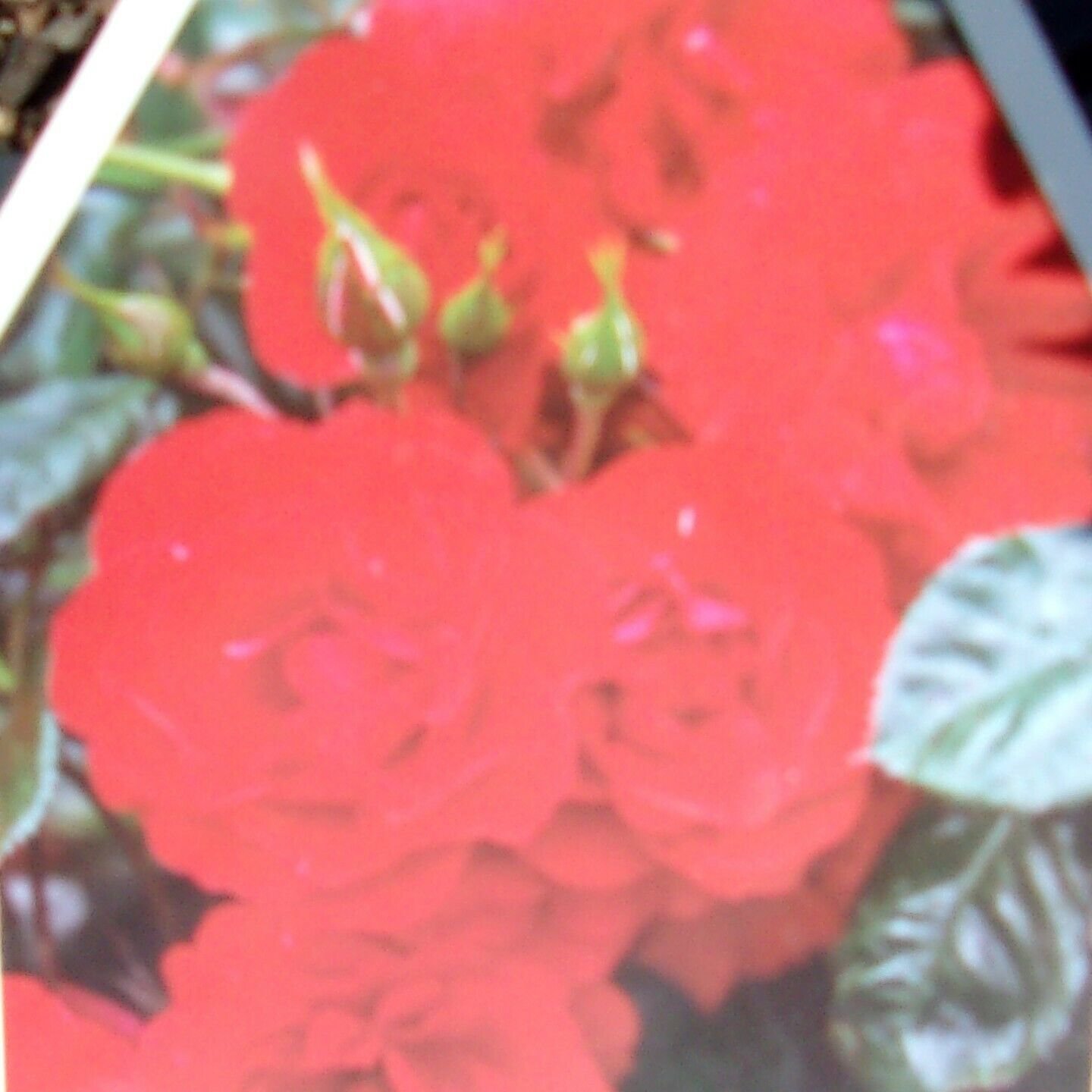SHOWBIZ Floribunda Rose 1 Gal Live Bush Plants Plant Bright Red Cutting ...