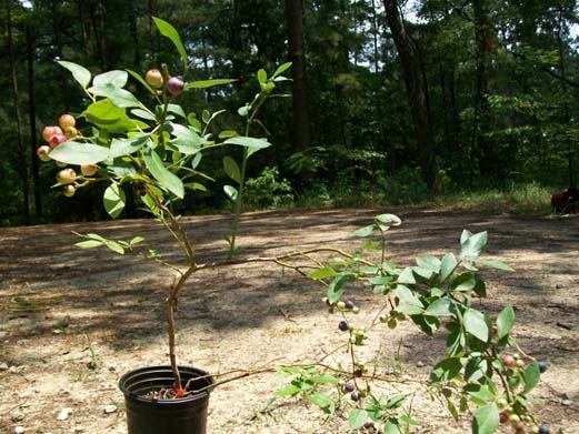 Powder Blue Blueberry 1-3 FT Plant Fruit Bearing Plants Garden ...