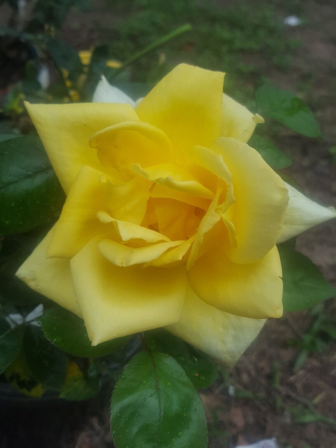 Oregold Grandiflora Rose Yellow 1 Gal. Bush Plant Plants Fine Roses ...