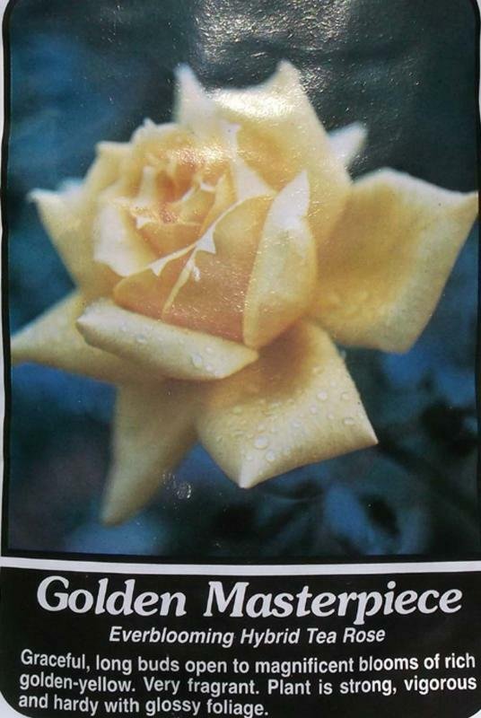 Golden Masterpiece Yellow Rose 2 Gal. Live Bush Plants Shrub Plant Fine ...