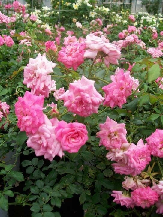 Sweet Drift Pink Roses 2 Gal. Ground Cover Double Flower Rose Bush Live ...