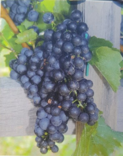 MARS Seedless Grape 2 Gal Healthy Vine Plant Grapes Vineyards LOOK FREE ...